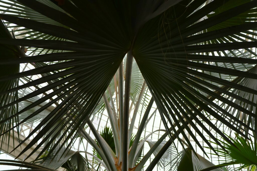 Palm Dome - Buffalo and Erie County Botanical Gardens