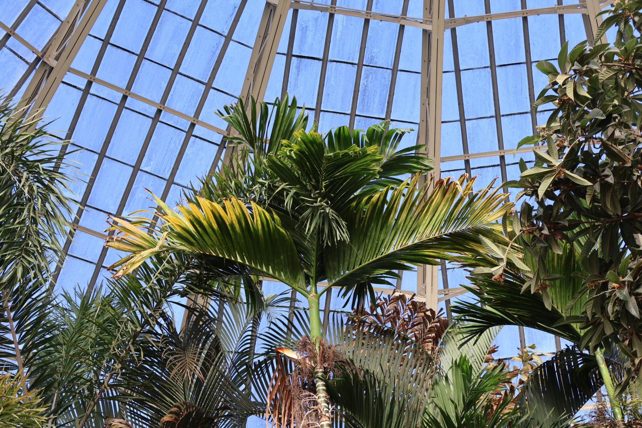 Palm Dome - Buffalo and Erie County Botanical Gardens