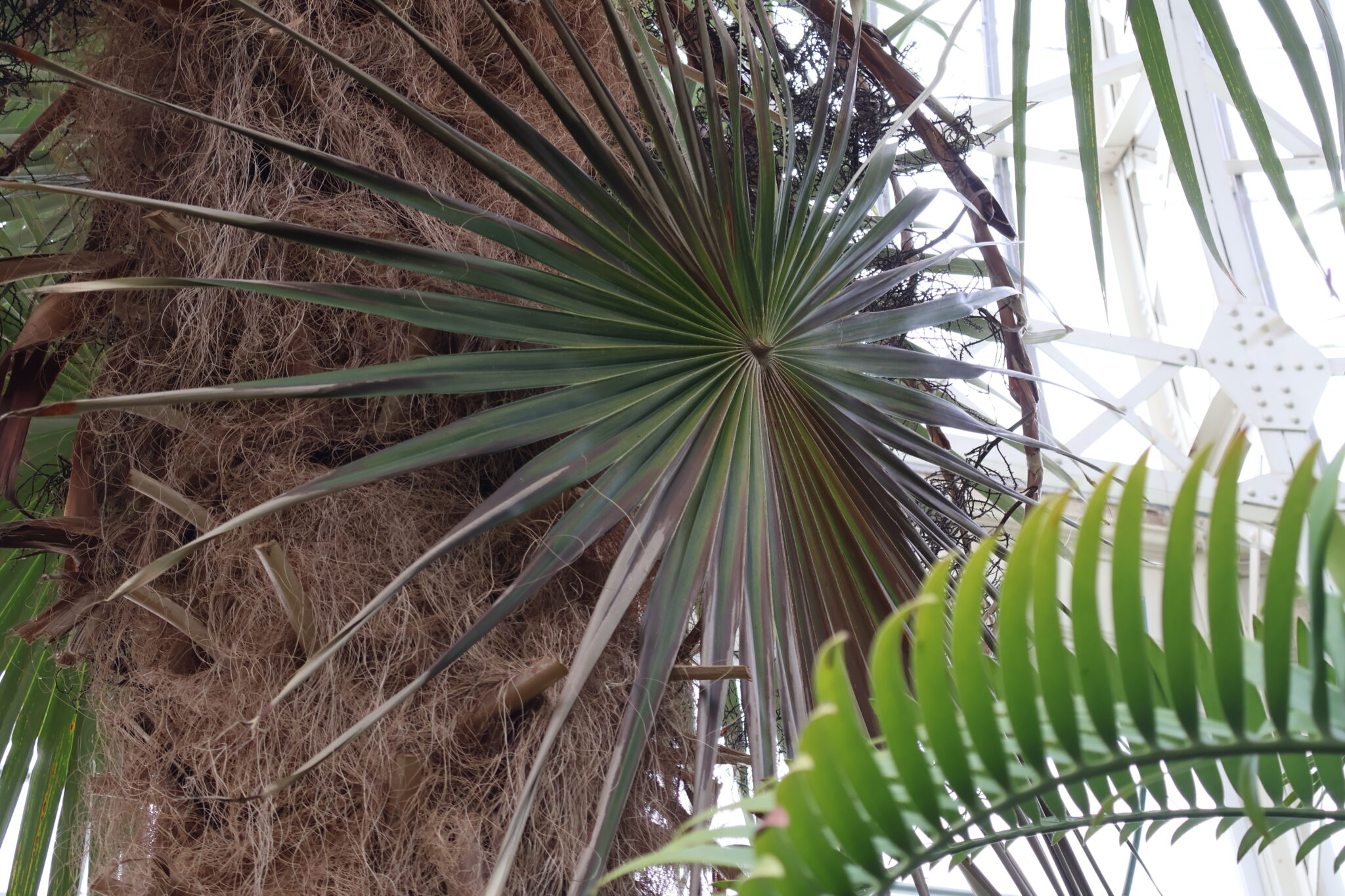 Palm Dome - Buffalo and Erie County Botanical Gardens