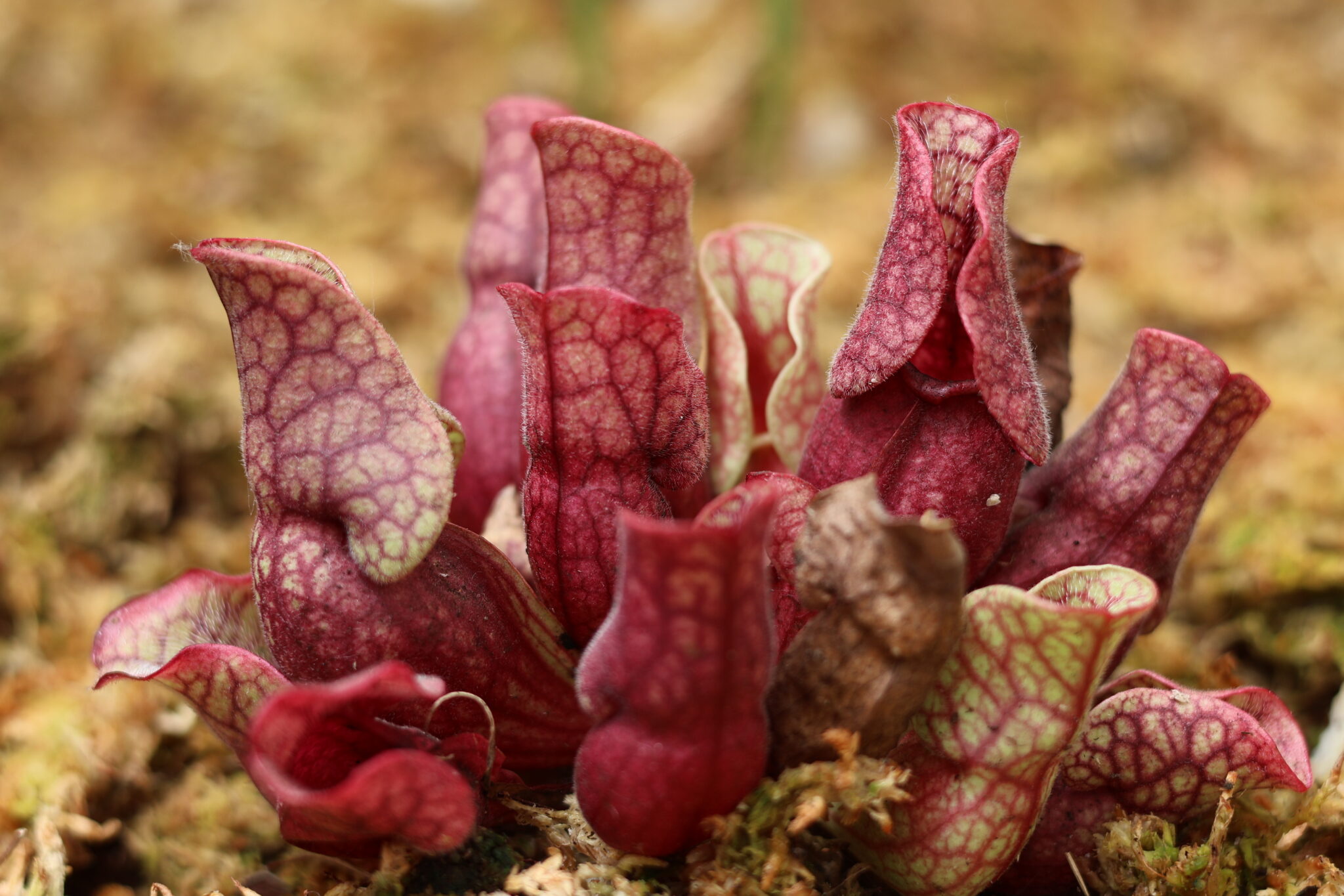 Carnivorous Plants - Buffalo and Erie County Botanical Gardens