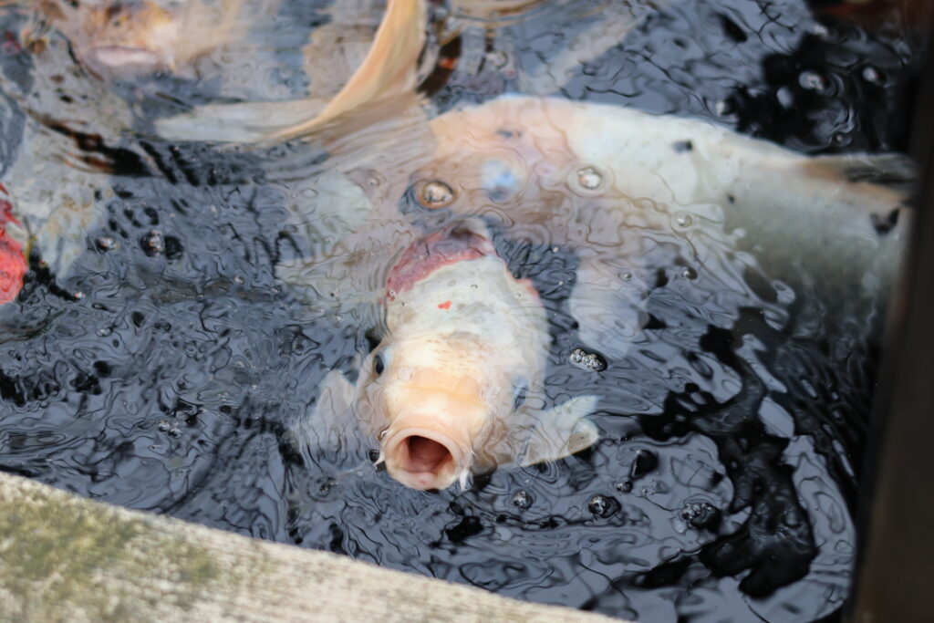 Koi Pond - Buffalo and Erie County Botanical Gardens
