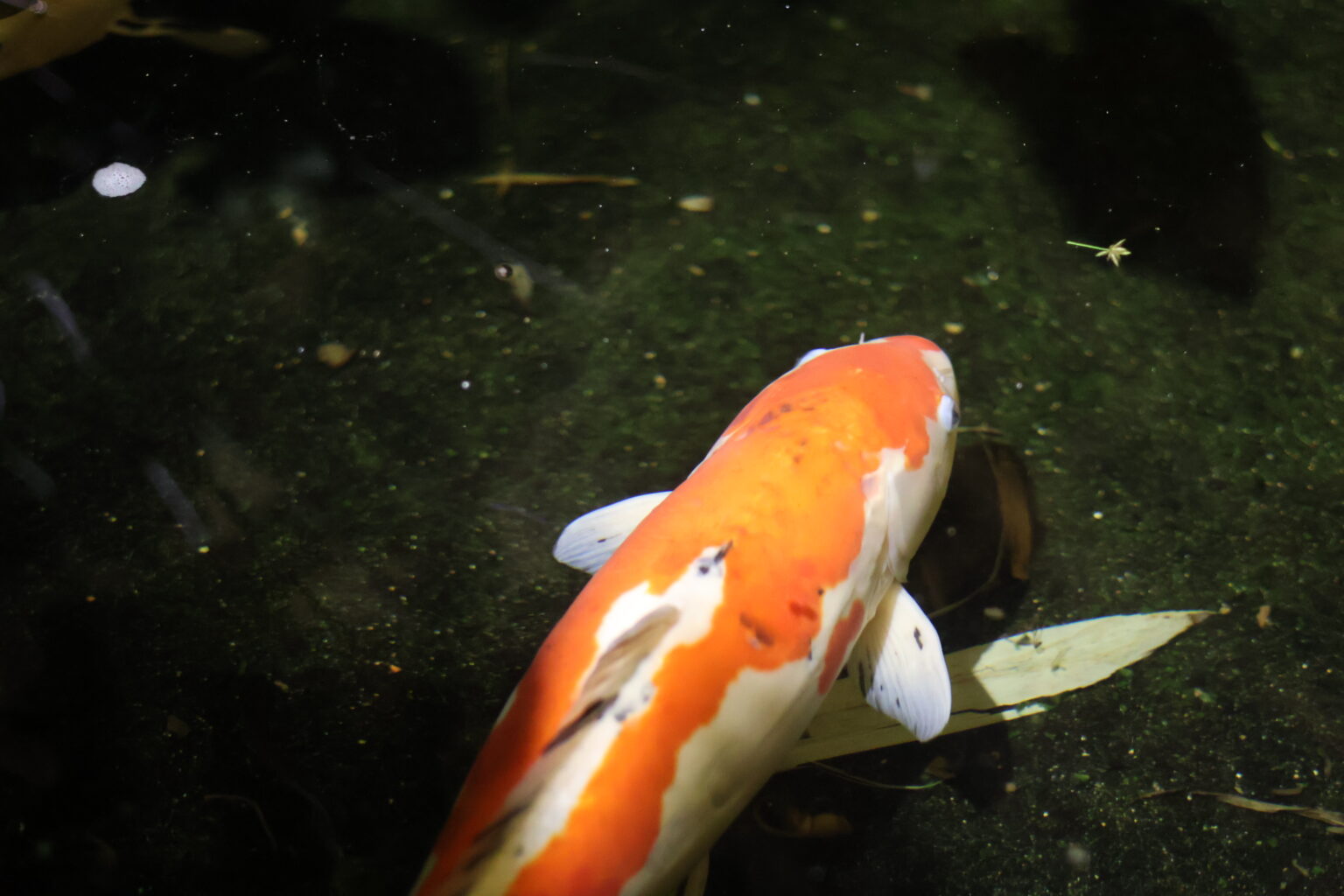Koi Pond - Buffalo and Erie County Botanical Gardens