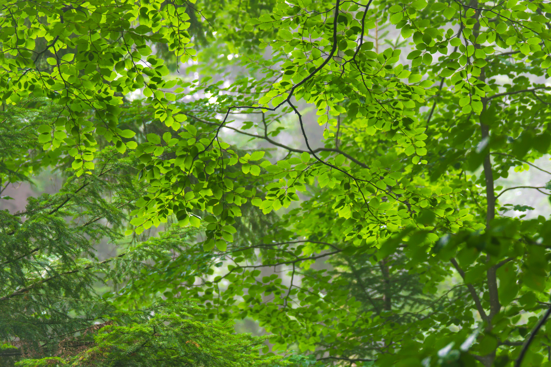 Peace Garden - Buffalo and Erie County Botanical Gardens