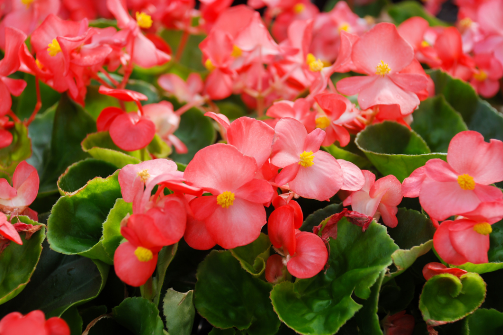 Begonias - Buffalo and Erie County Botanical Gardens