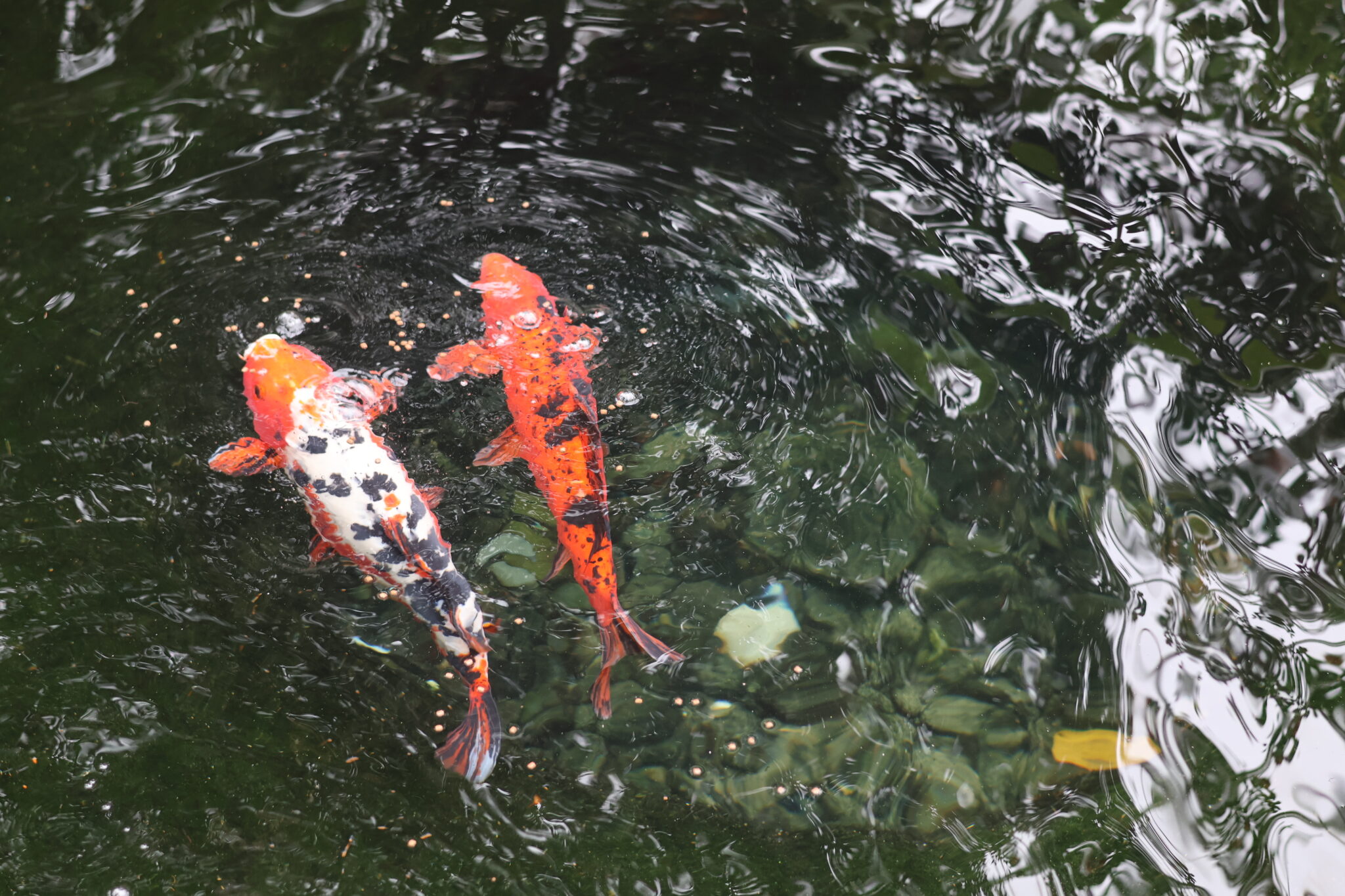 Koi Pond - Buffalo and Erie County Botanical Gardens