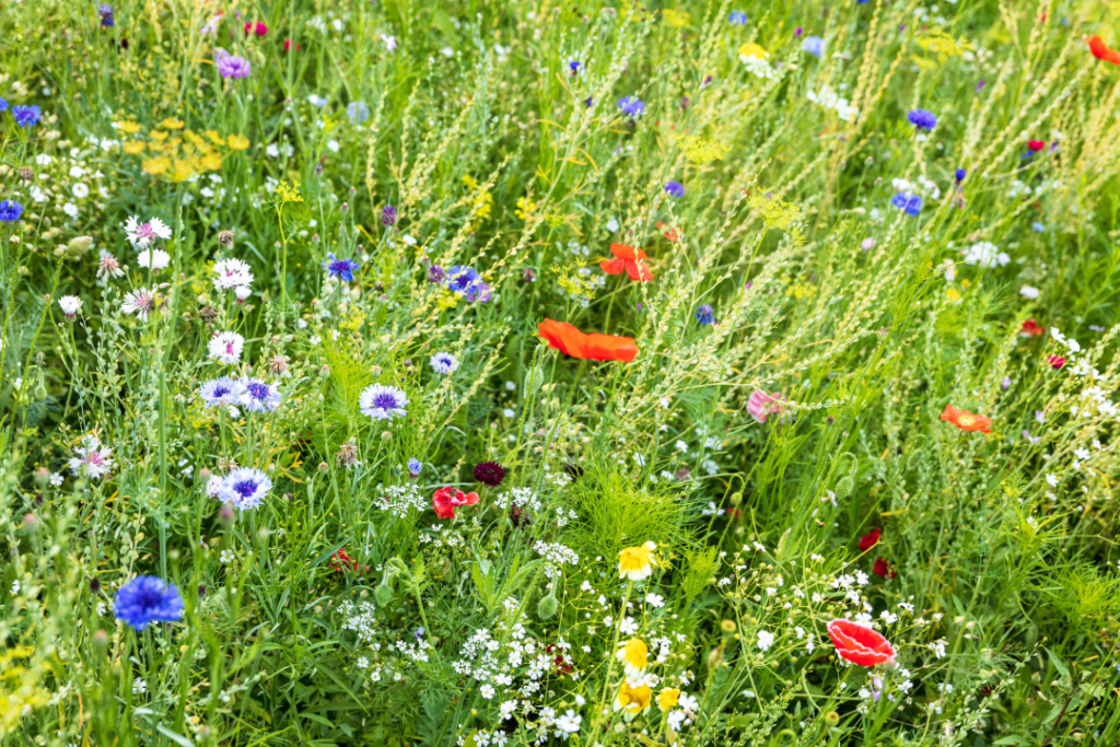 Outdoor collections - Buffalo and Erie County Botanical Gardens