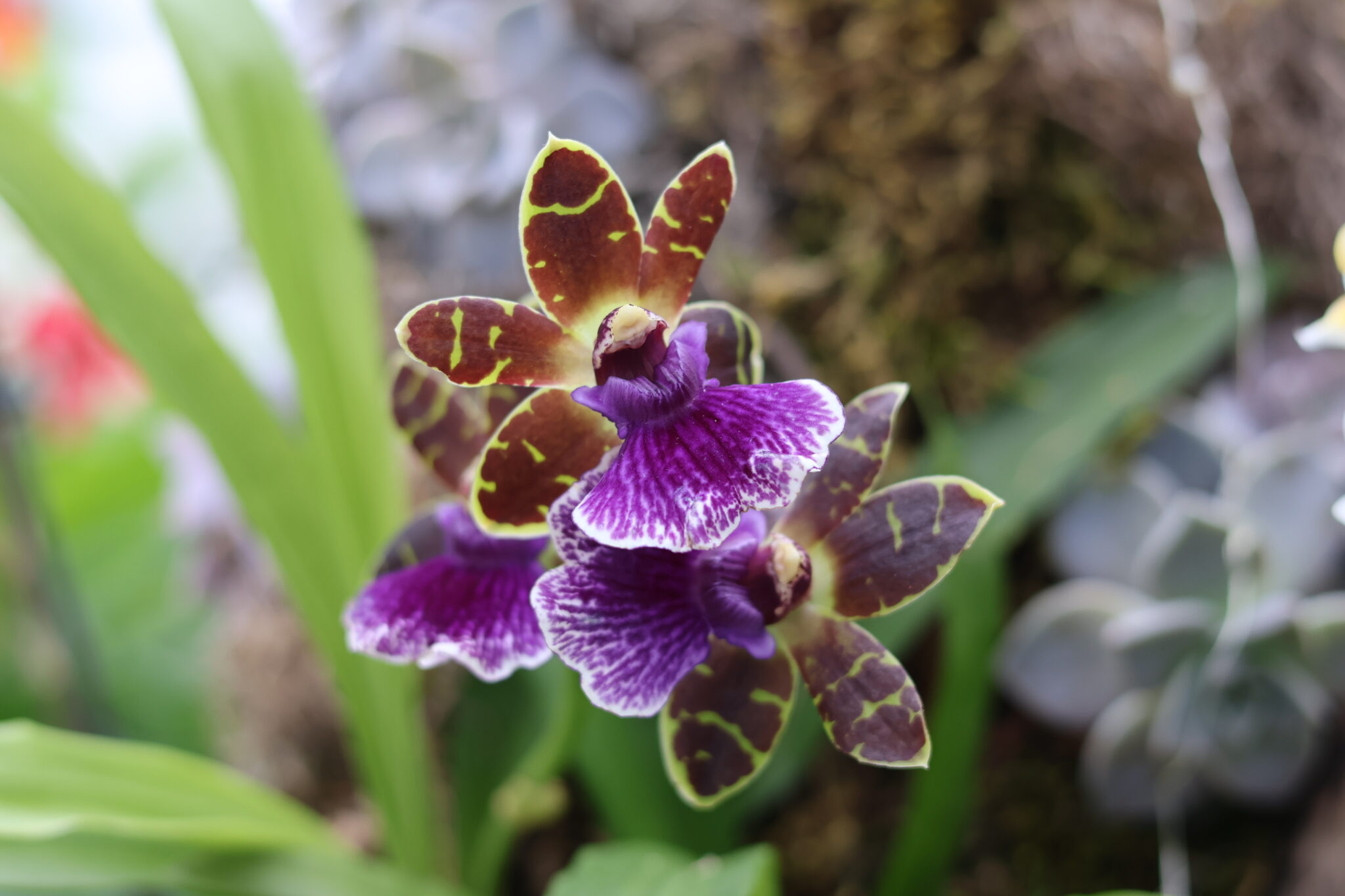 Our expansion - Buffalo and Erie County Botanical Gardens