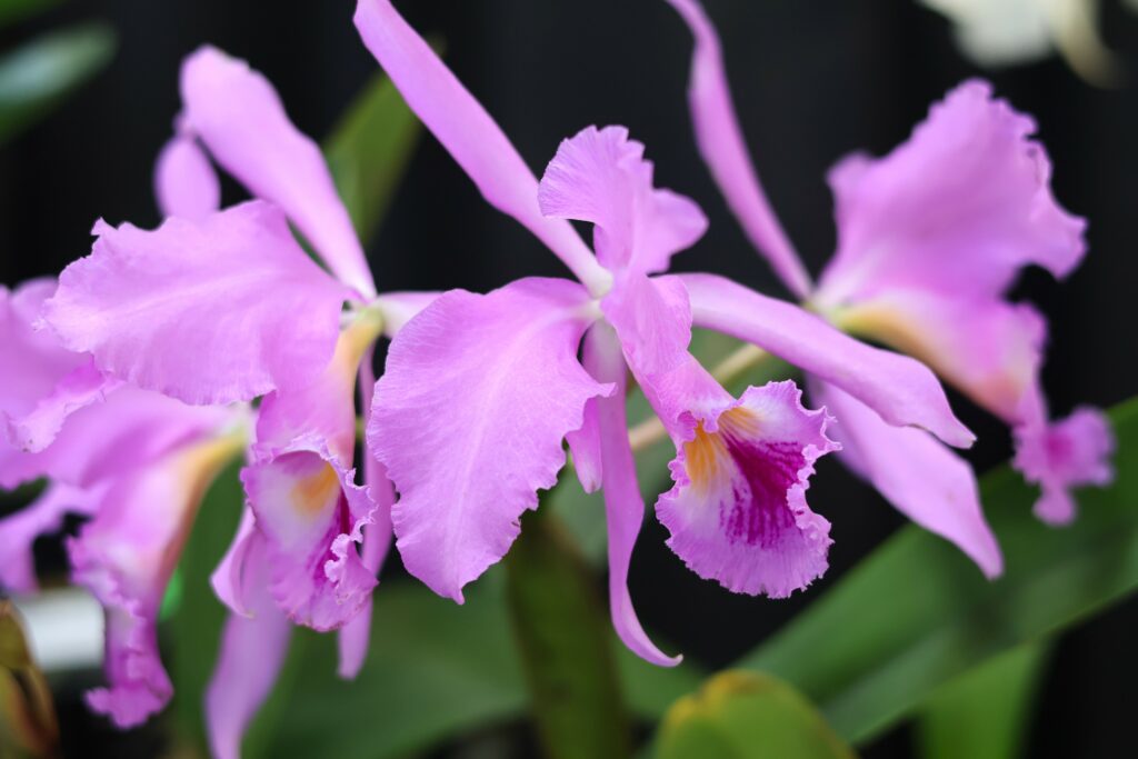 Buffalo and Erie County Botanical Gardens | Open daily: 10am-4pm