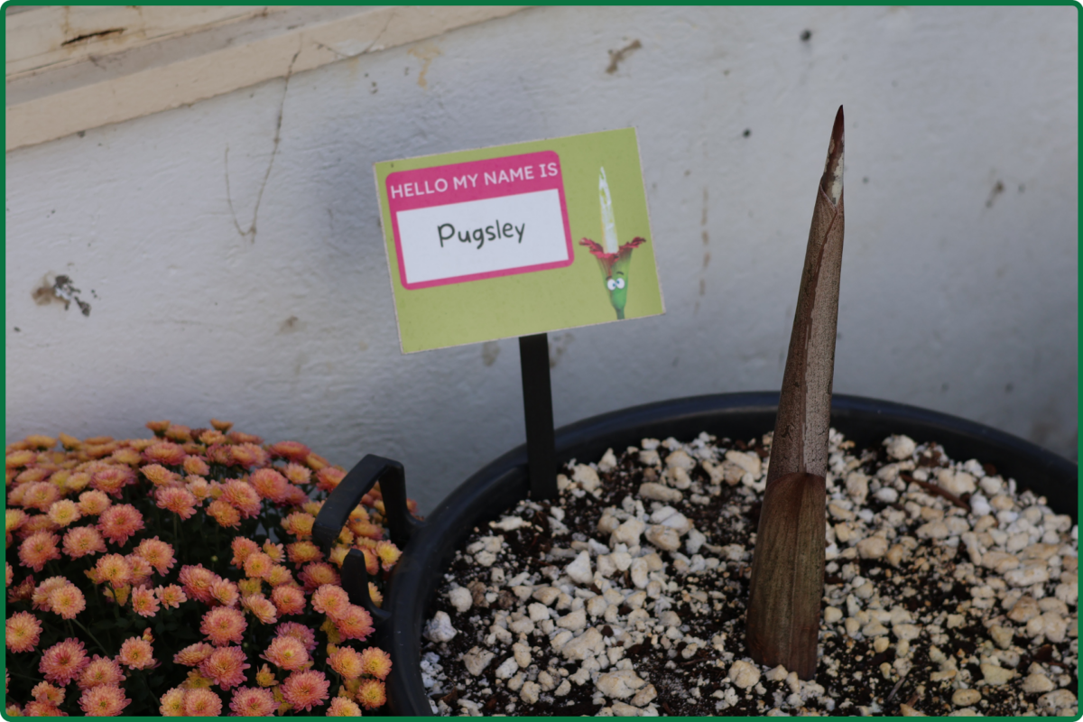 Carnivorous plants take over during Mutation Invasion - Buffalo and ...