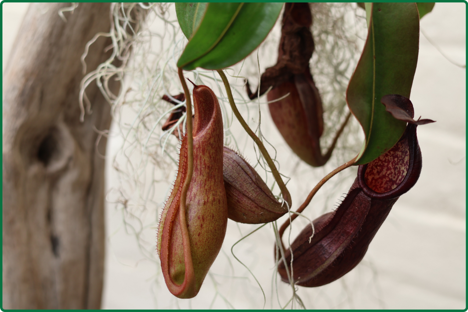 Carnivorous plants take over during Mutation Invasion - Buffalo and ...