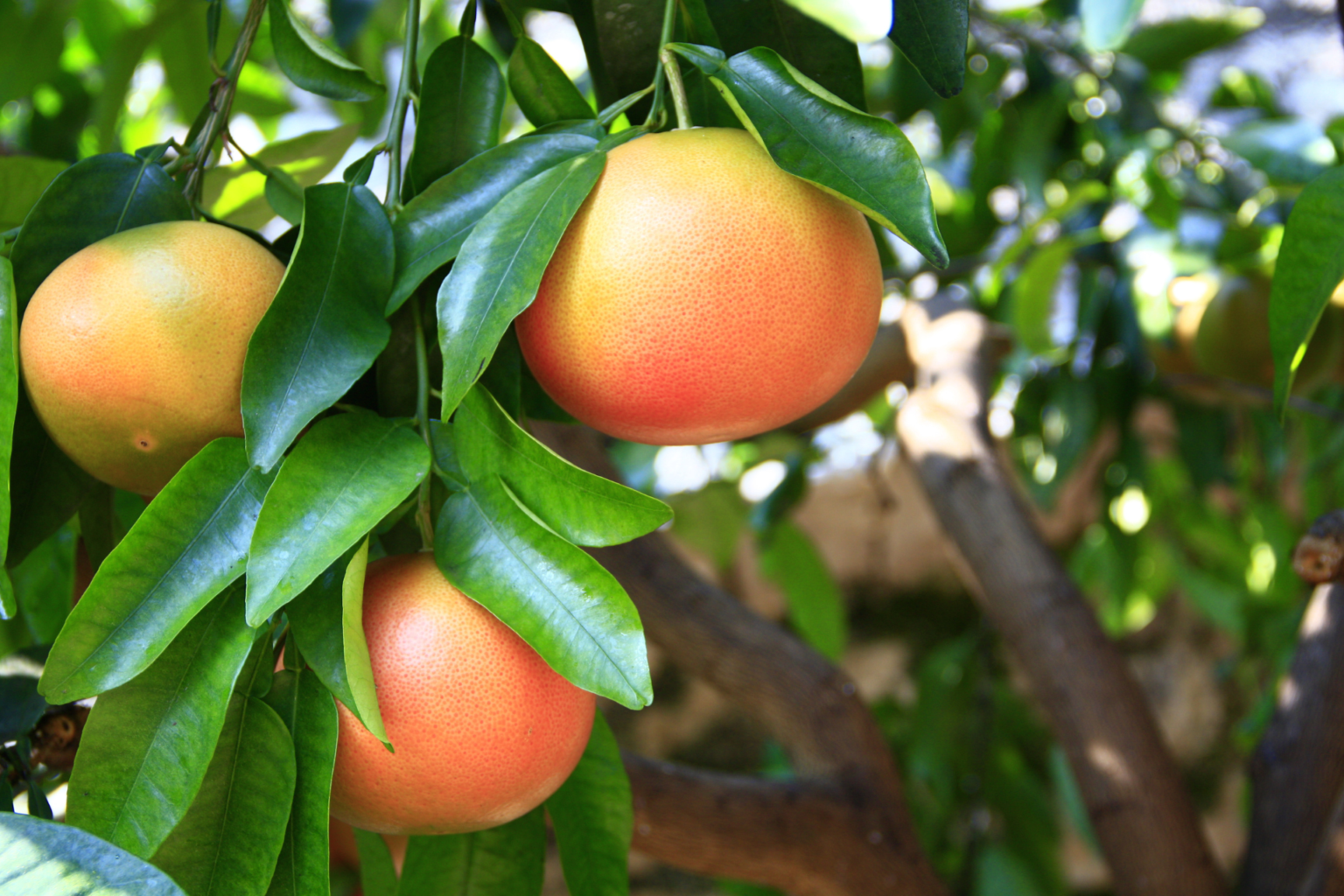 Tropical Orchard - Buffalo and Erie County Botanical Gardens