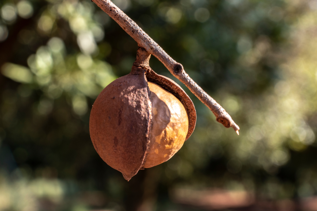 Tropical Orchard - Buffalo and Erie County Botanical Gardens